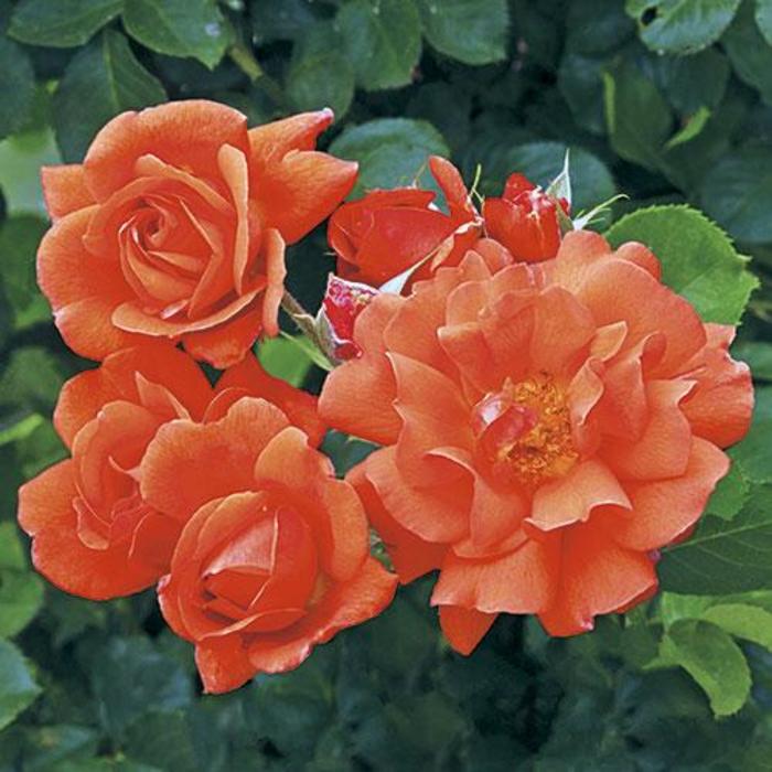 Climbing Roses 2025 - Glen Echo Nurseries