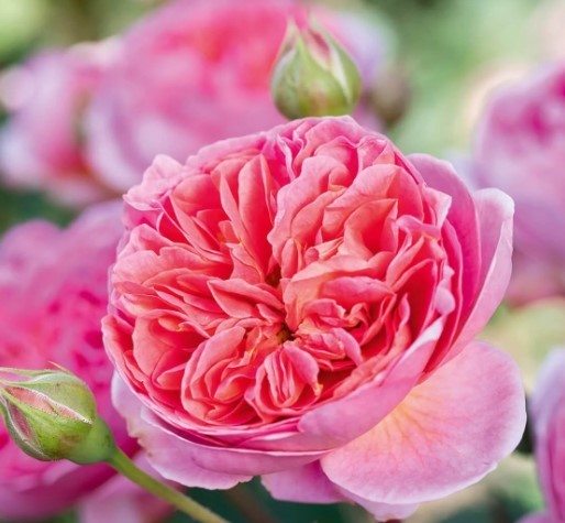 David Austin & Old English Roses 2025 - Glen Echo Nurseries