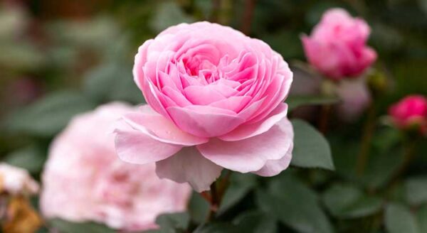 David Austin & Old English Roses 2025 - Glen Echo Nurseries