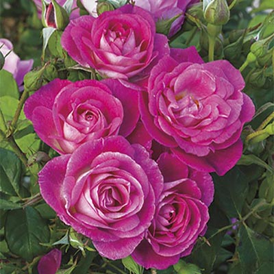 Floribunda Roses 2026 - Glen Echo Nurseries