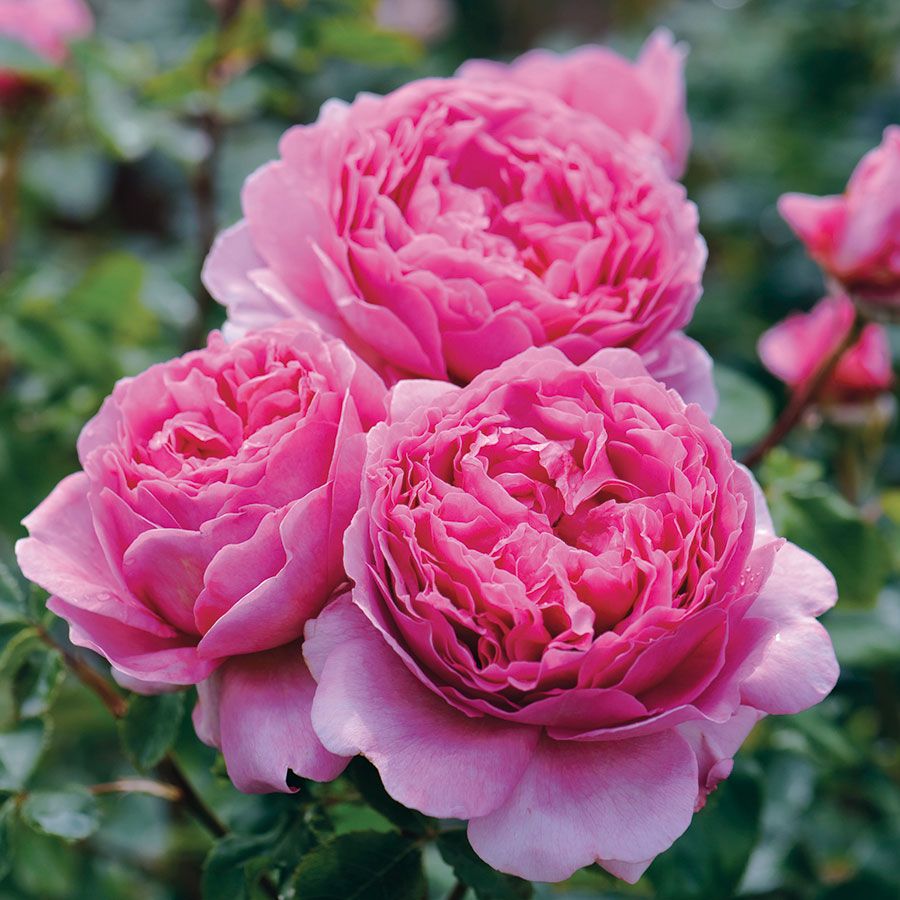 David Austin & Old English Roses 2025 - Glen Echo Nurseries
