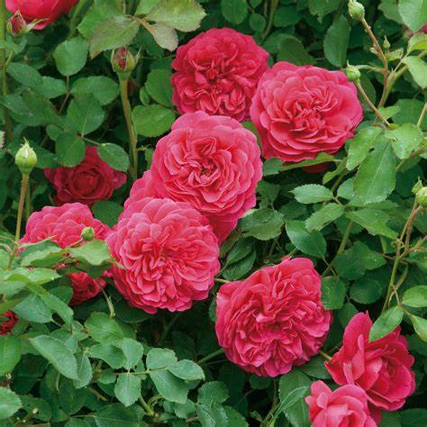 David Austin & Old English Roses 2025 - Glen Echo Nurseries