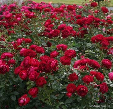 A Guide to Floribunda Roses - Glen Echo Nurseries