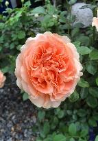 A Guide to Floribunda Roses - Glen Echo Nurseries