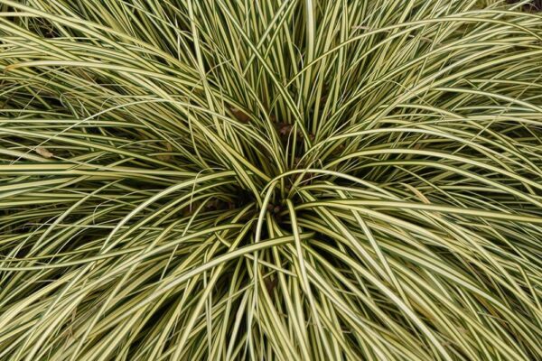 A Guide to Carex Ornamental Grass - Glen Echo Nurseries