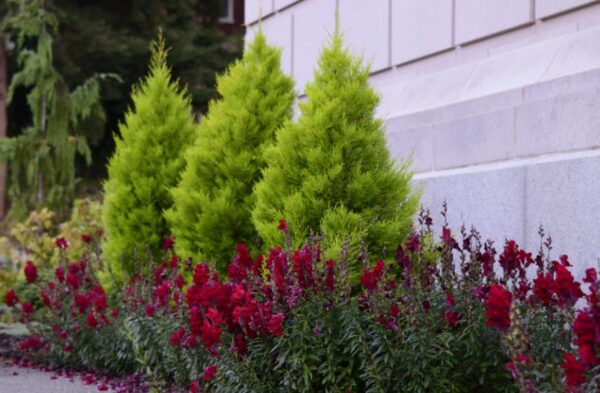 A Guide to Small Foundation Evergreens - Pine, Spruce and Yew - Glen ...