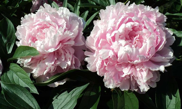 A Guide to Tree Peonies - Glen Echo Nurseries