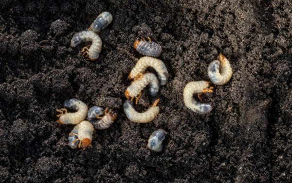 What are Grubs and how to control them - Glen Echo Nurseries