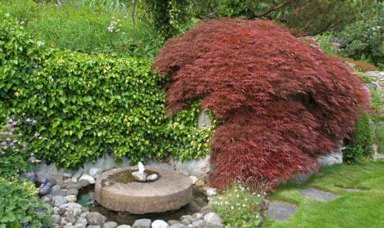 A Guide to Japanese Maple Trees - Glen Echo Nurseries