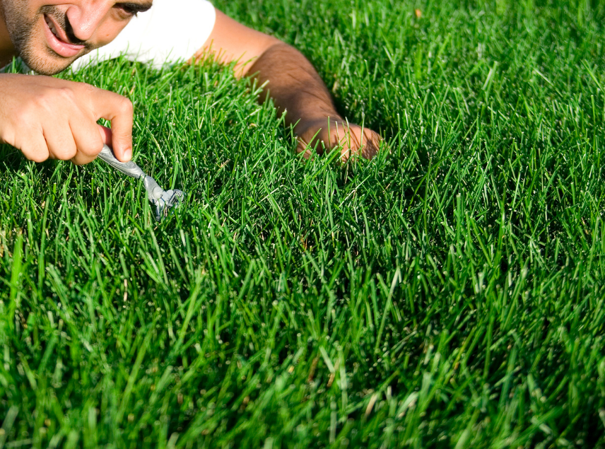 How to maintain a Healthy Lawn in 7 Simple Steps - Glen Echo Nurseries