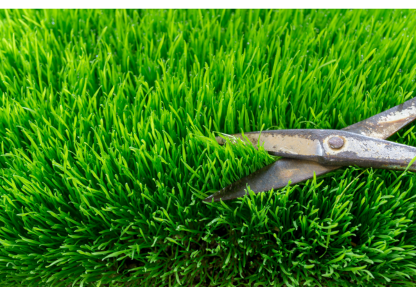 How to maintain a Healthy Lawn in 7 Simple Steps - Glen Echo Nurseries