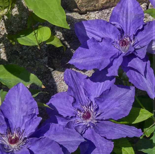 All About Clematis Varieties 2026 - Glen Echo Nurseries