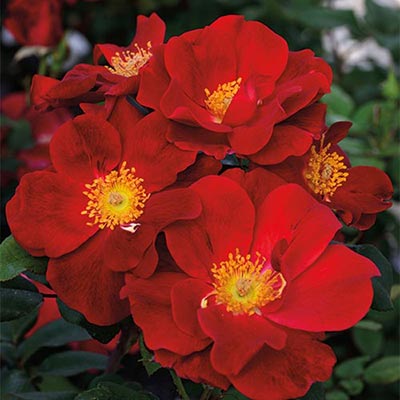Shrub Roses 2025 - Glen Echo Nurseries