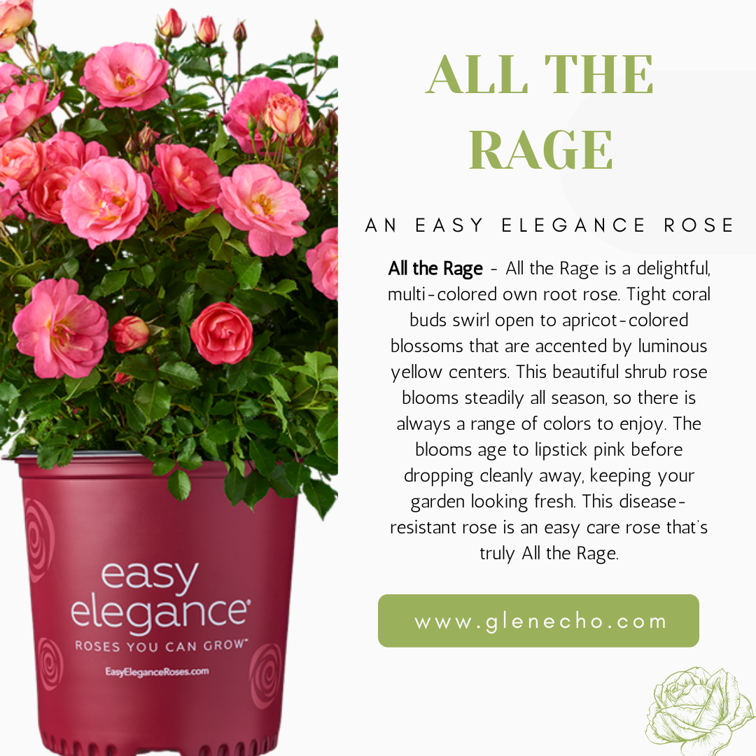 FUSS FREE Easy Elegance Roses - Glen Echo Nurseries