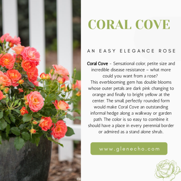 New at Glen Echo - FUSS FREE Easy Elegance Roses - Glen Echo Nurseries