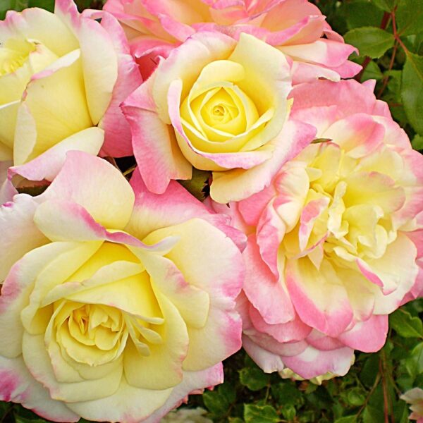 FUSS FREE Easy Elegance Roses - Glen Echo Nurseries