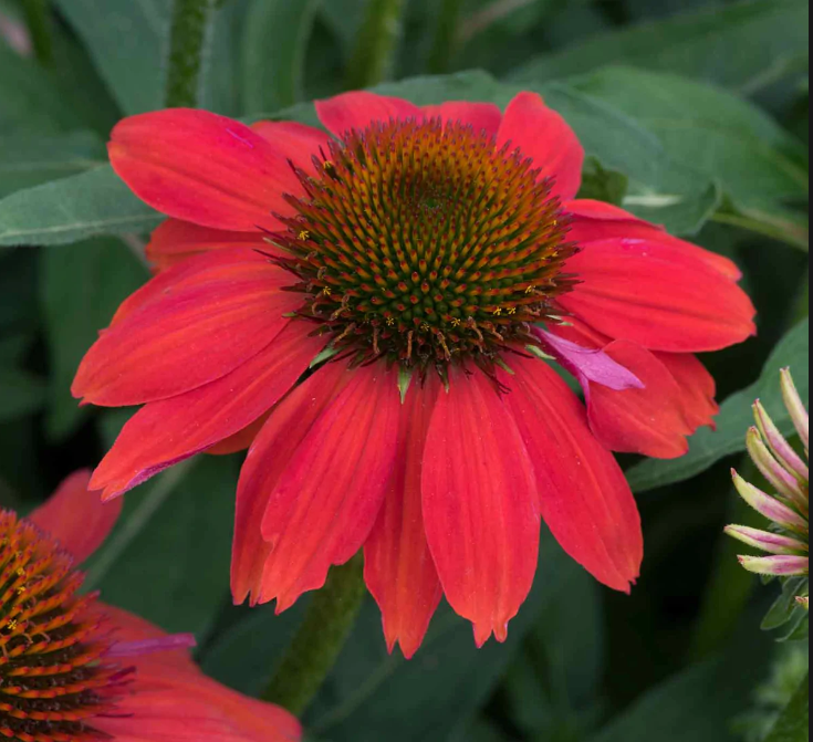 Echinacea - Coneflower - Glen Echo Nurseries