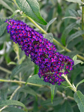 Butterfly Bush (Buddleia x) - Glen Echo Nurseries