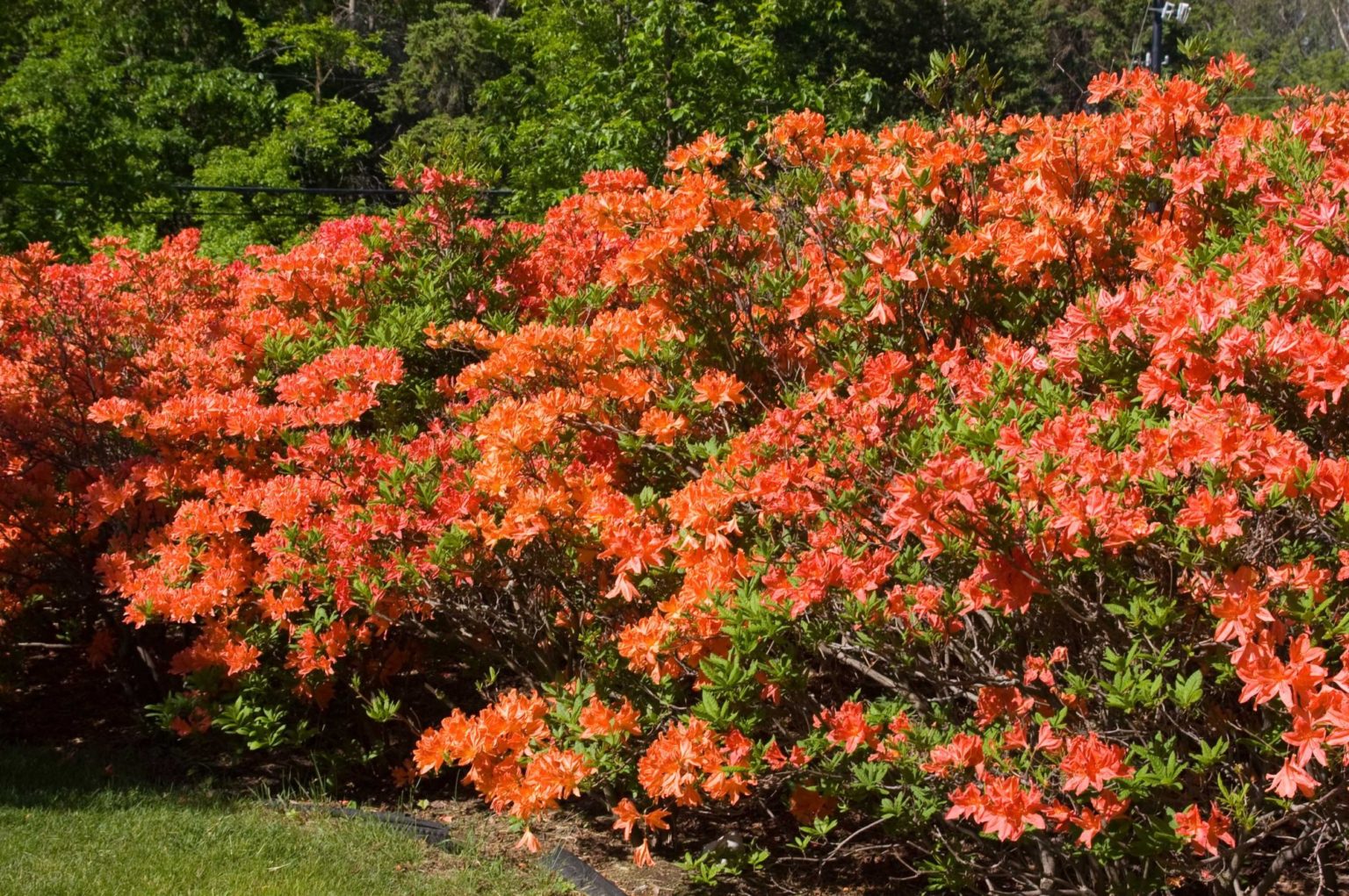 Azaleas - Glen Echo Nurseries