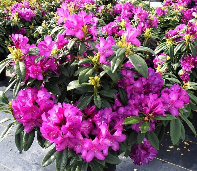 Rhododendrons - Glen Echo Nurseries