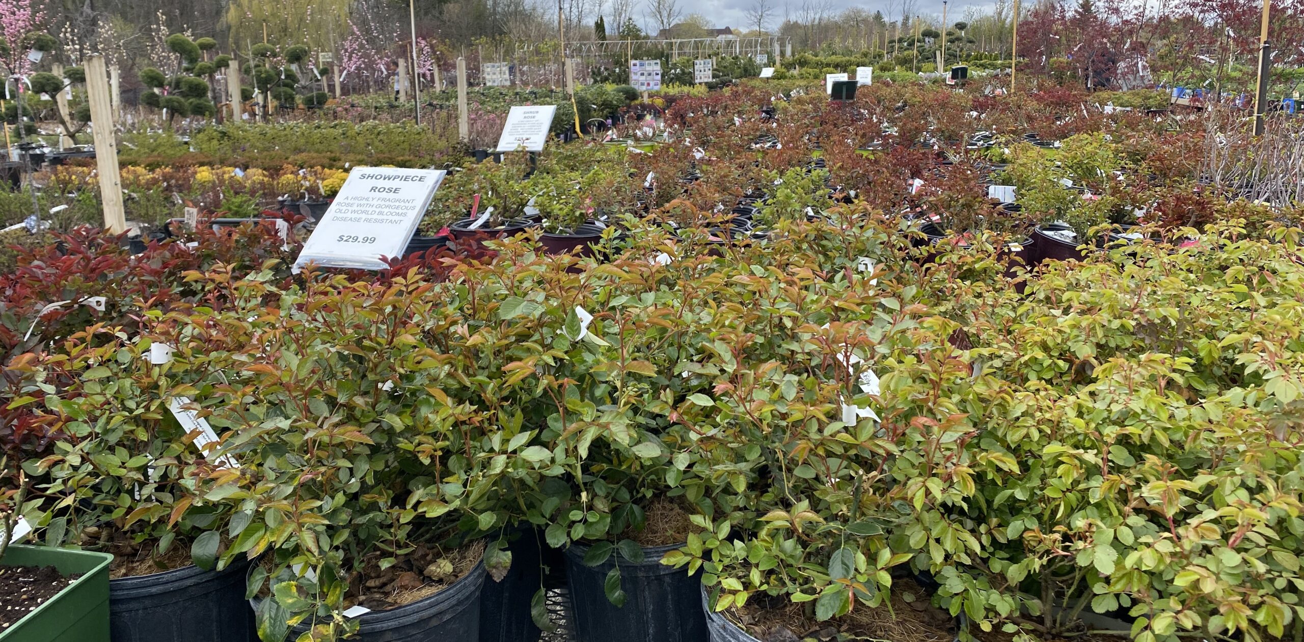 Glen Echo Nurseries Landscaping, Garden Centre