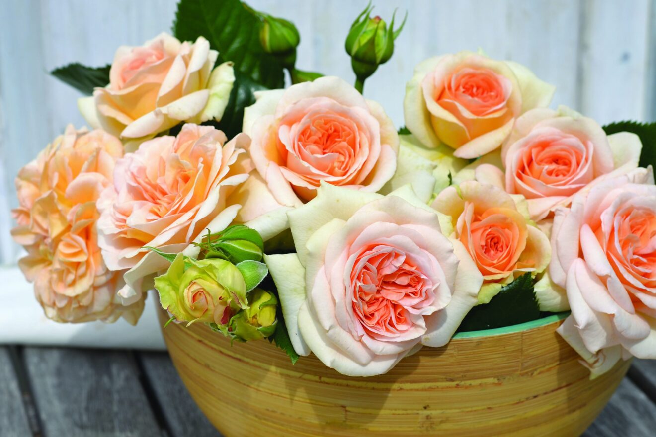 David Austin & Old English Roses 2025 - Glen Echo Nurseries