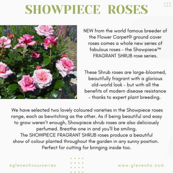 NEW ROSE VARIETY! - Stunning Showpiece® ROSES - Glen Echo Nurseries
