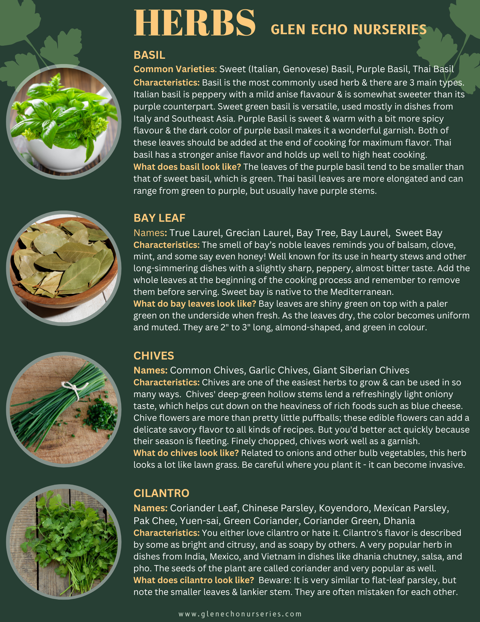 All About Herbs and How to Store Your Harvest - Glen Echo Nurseries