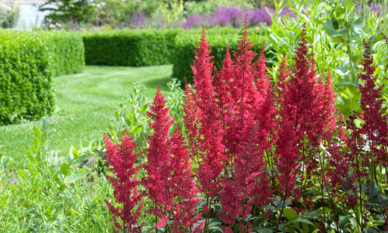 Astilbe - The Shade Loving Flowering Perennial - Glen Echo Nurseries