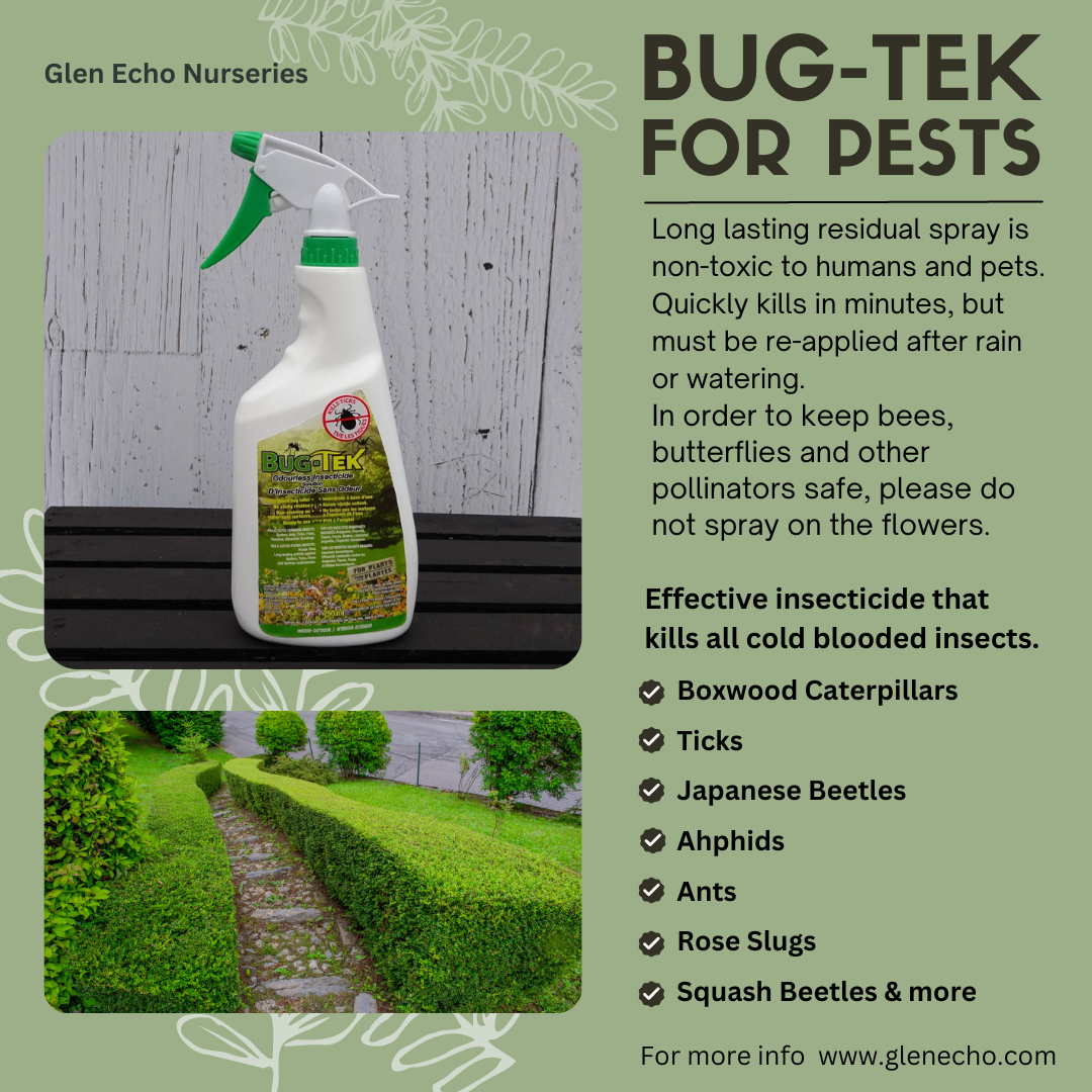 Pest Problems on your Boxwoods? Try Bug-Tek - Glen Echo Nurseries