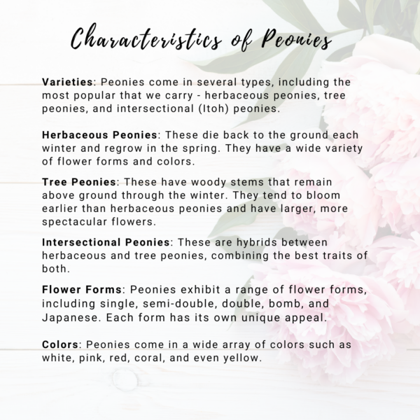 Peonies - Characteristics, Benefits, Planting & Tips - Glen Echo Nurseries