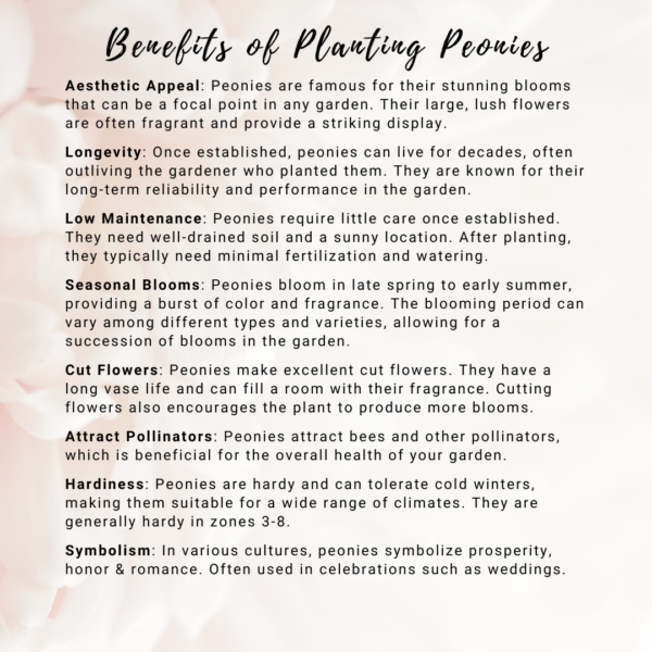 Peonies - Characteristics, Benefits, Planting & Tips - Glen Echo Nurseries