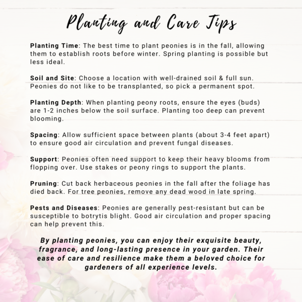 Peonies - Characteristics, Benefits, Planting & Tips - Glen Echo Nurseries