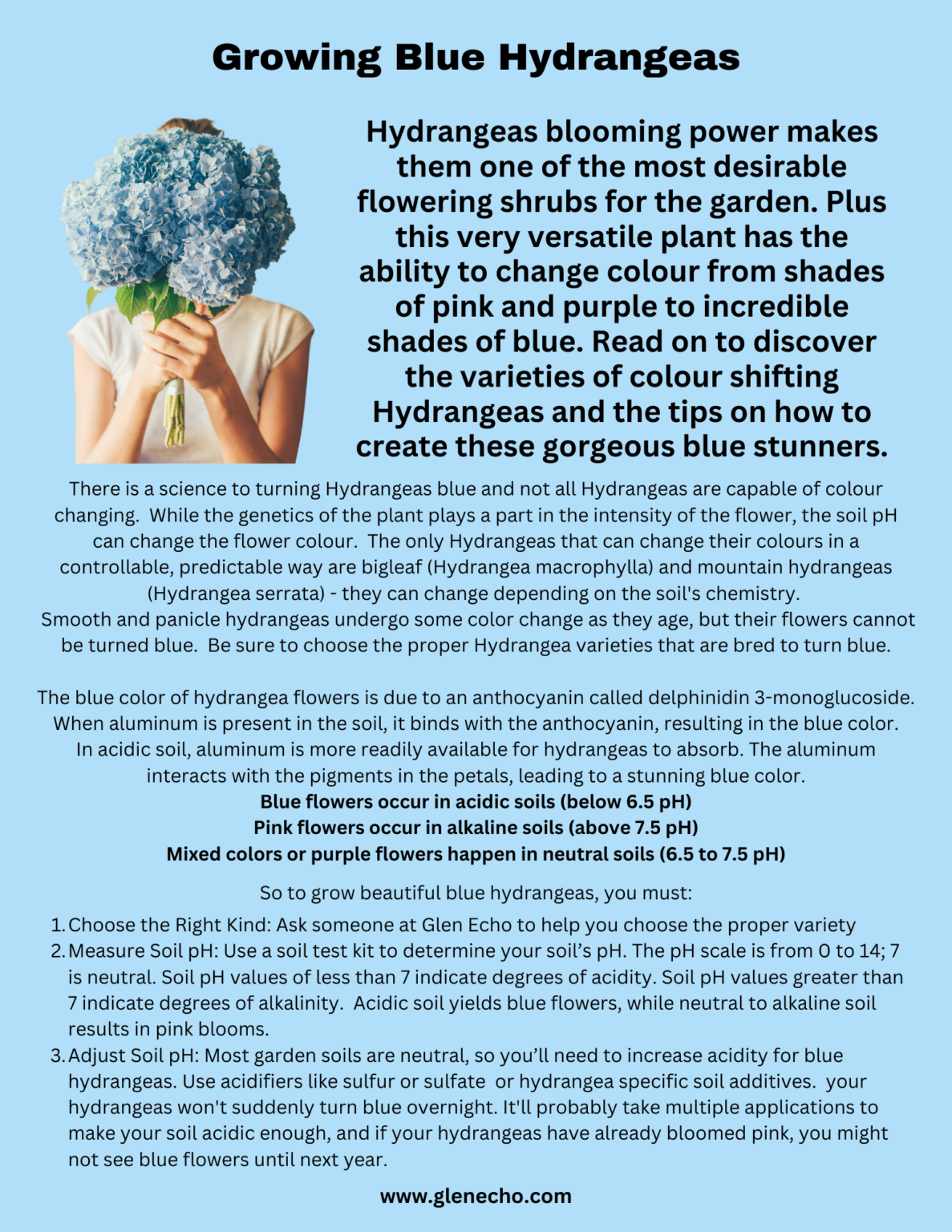 Growing Blue Hydrangeas - Glen Echo Nurseries